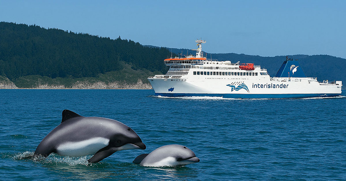 Picton Ferry | Compare Cook Strait Ferries, Prices & Schedules